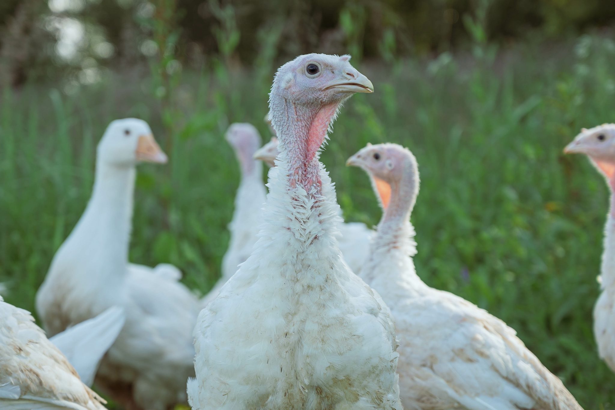Butchering Turkeys: From Gobble to Table - Backyard Poultry